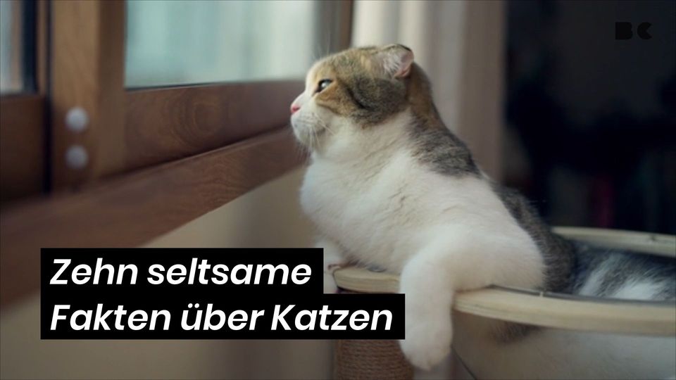 Zehn seltsame Fakten über Katzen - BuzzClips