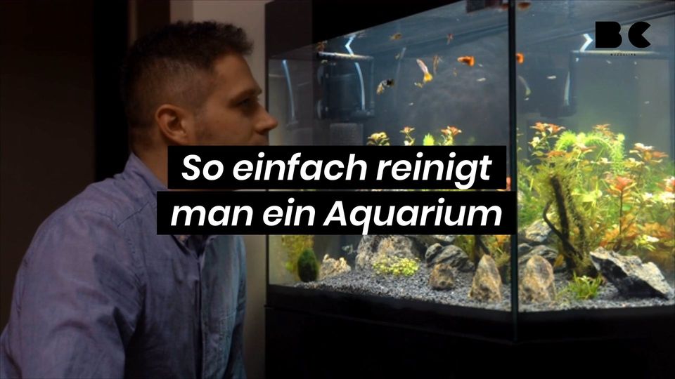 So einfach reinigt man ein Aquarium - BuzzClips